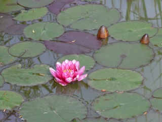 Lokvanj Charles de Meurville | Rastlina | Life Habitats