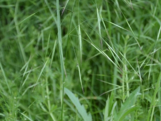 Barren brome | Plants | Life Habitats