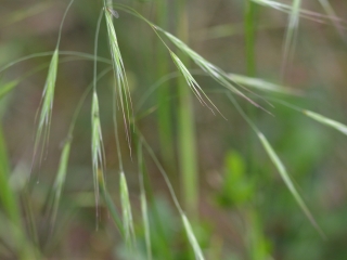 Barren brome | Plants | Life Habitats