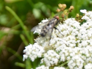 Mesarska muha | Žival | Life Habitats