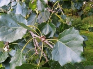 Beli topol | Rastlina | Life Habitats