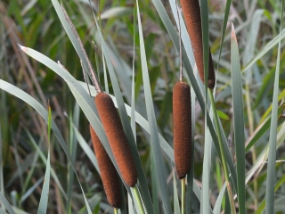 Širokolistni rogoz | Rastlina | Life Habitats