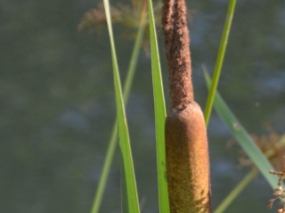 Širokolistni rogoz | Rastlina | Life Habitats