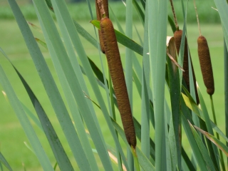 Širokolistni rogoz | Rastlina | Life Habitats