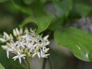 Rdeči dren | Rastlina | Life Habitats