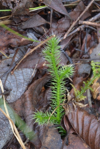 Common club moss | Plants | Life Habitats
