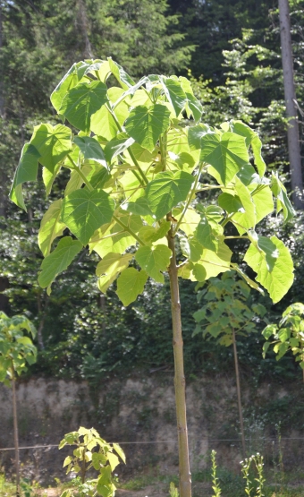 Princess tree | Plants | Life Habitats