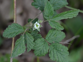 Navadna robida | Rastlina | Life Habitats