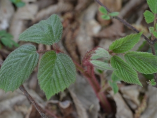 Navadna robida | Rastlina | Life Habitats