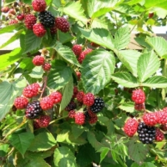 Navadna robida | Rastlina | Life Habitats