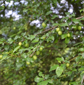 Ringlo | Rastlina | Life Habitats