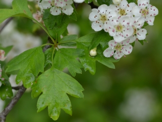 Navadni glog | Rastlina | Life Habitats