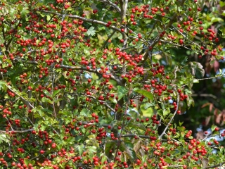 Navadni glog | Rastlina | Life Habitats