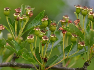 Navadni glog | Rastlina | Life Habitats