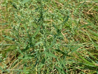 Rožna laboda | Rastlina | Life Habitats