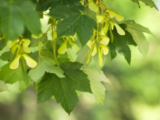 Gorski javor | Rastlina | Life Habitats