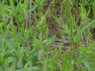 Poljski mak | Rastlina | Life Habitats