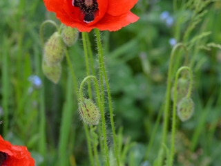 Poljski mak | Rastlina | Life Habitats