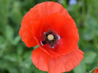 Poljski mak | Rastlina | Life Habitats