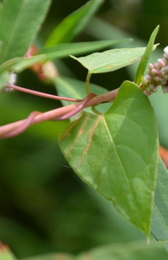 Navadni slakovec | Rastlina | Life Habitats