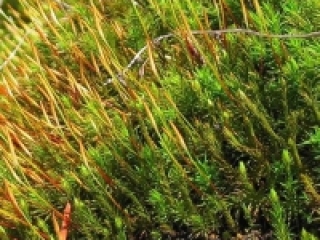 Navadni kapičar (mah) | Rastlina | Life Habitats