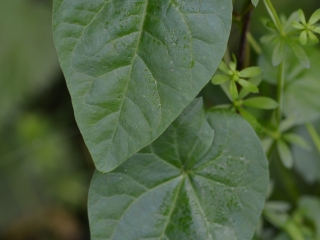 Navadni plotni slak | Rastlina | Life Habitats