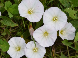 Navadni plotni slak | Rastlina | Life Habitats