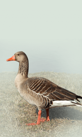 Divlja guska | Životinja | Life Habitats