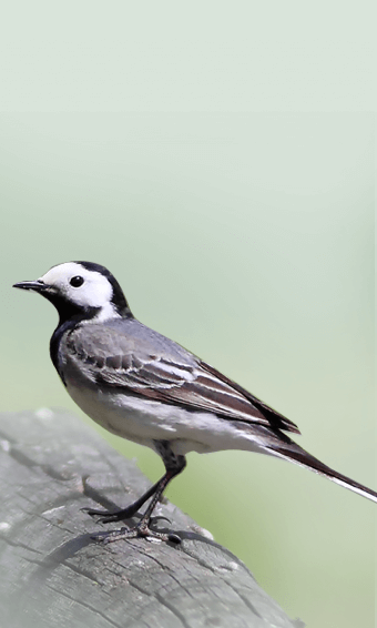 Bela pastirica | Žival | Life Habitats