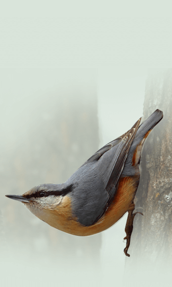 Brglez | Žival | Life Habitats