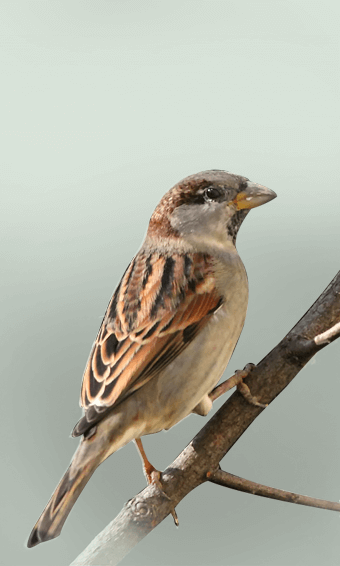 Domači vrabec | Žival | Life Habitats