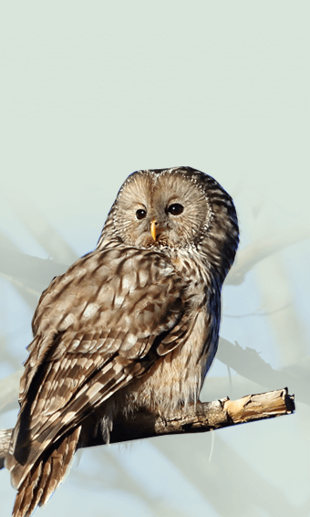 Kozača | Žival | Life Habitats