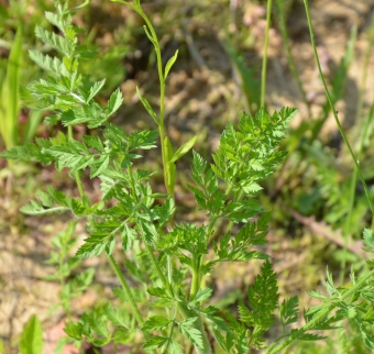 Divje korenje | Rastlina | Life Habitats