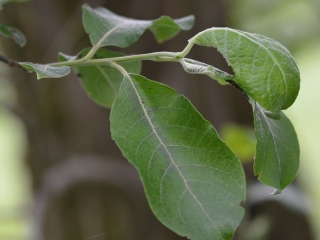 Vrba iva | Rastlina | Life Habitats