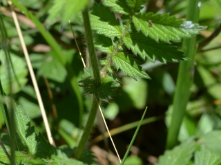 Navadni repik | Rastlina | Life Habitats