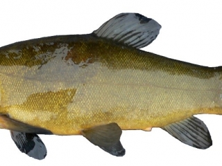 Linj (Tinca tinca) | Die Tiere | Life Habitats