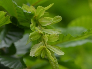 Beli gaber | Rastlina | Life Habitats