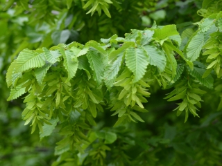 Beli gaber | Rastlina | Life Habitats