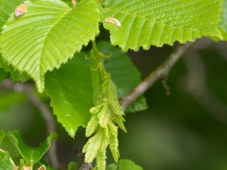 Beli gaber | Rastlina | Life Habitats