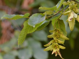 Beli gaber | Rastlina | Life Habitats