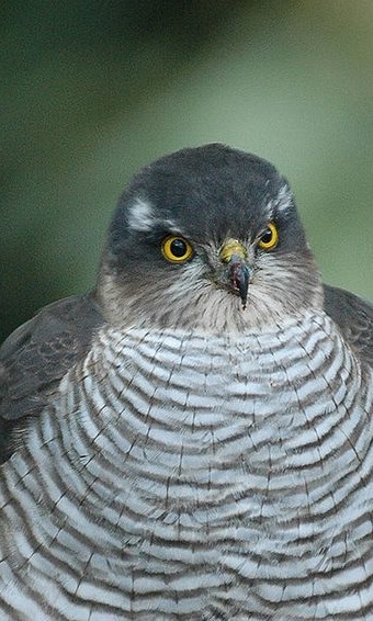 Skobec | Žival | Life Habitats