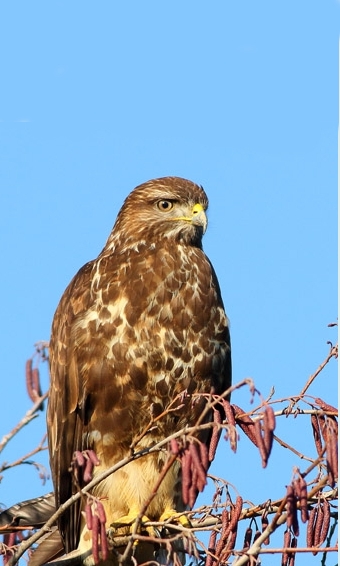 Kanja | Žival | Life Habitats