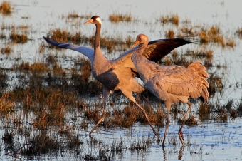 Common crane | Animal | Life Habitats