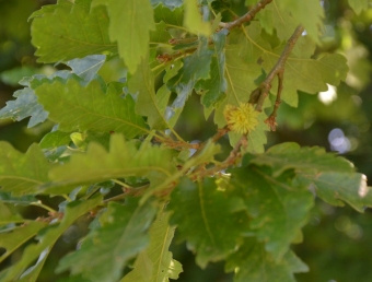 Hrast cer | Rastlina | Life Habitats