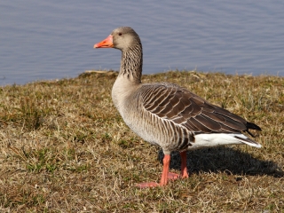 Divlja guska | Životinja | Life Habitats