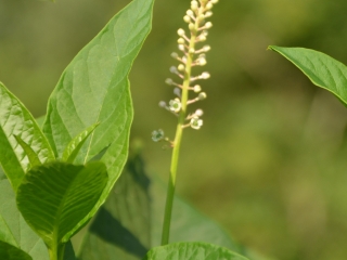 Navadna barvilnica | Rastlina | Life Habitats