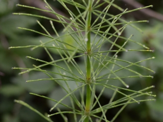 Njivska preslica | Rastlina | Life Habitats