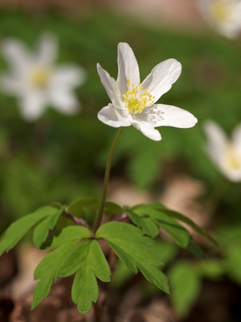Podlesna vetrnica | Rastlina | Life Habitats