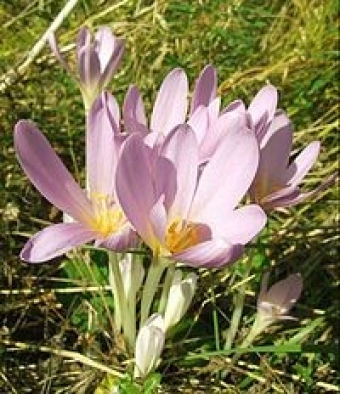 Jesenski podlesek | Rastlina | Life Habitats