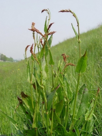 Navadna kislica | Rastlina | Life Habitats